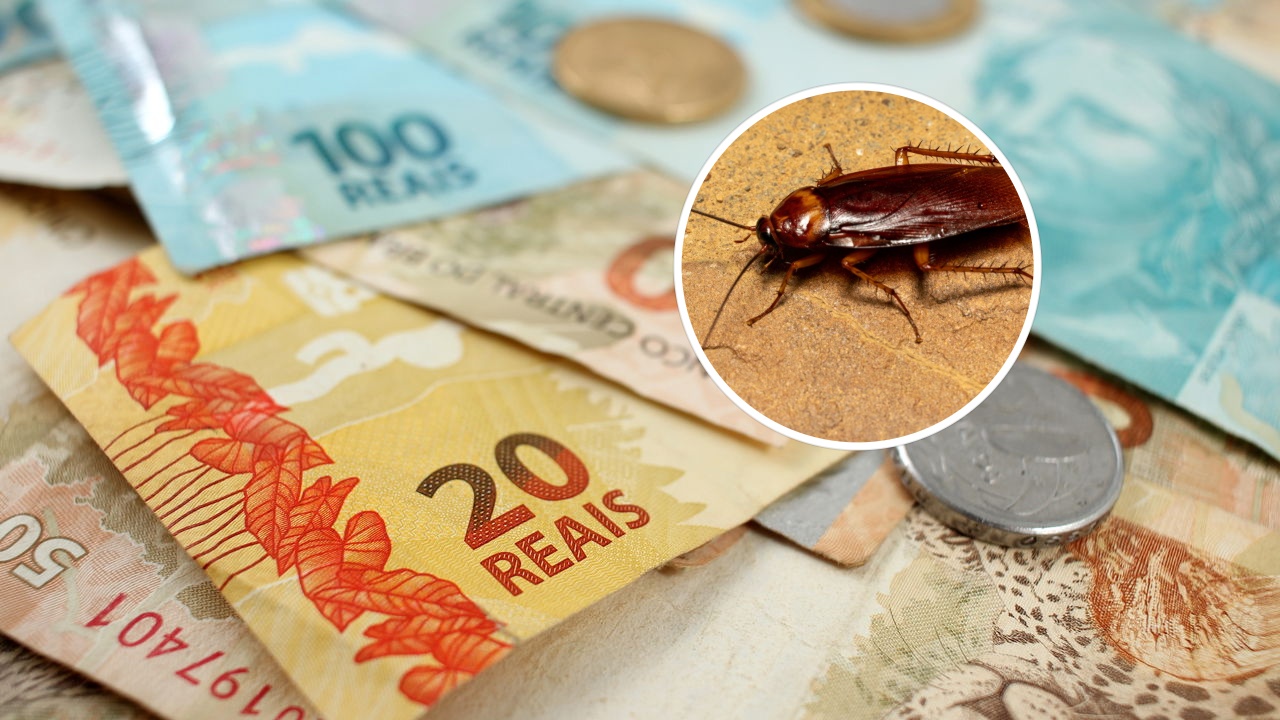 Como afastar baratas da sua casa por apenas R$ 5 - CadÚnico Brasil